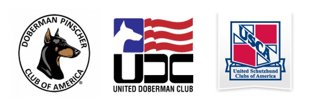 Iconic Dobermans – Home of AKC GCH, Performance titled, IPO3, HRD ...